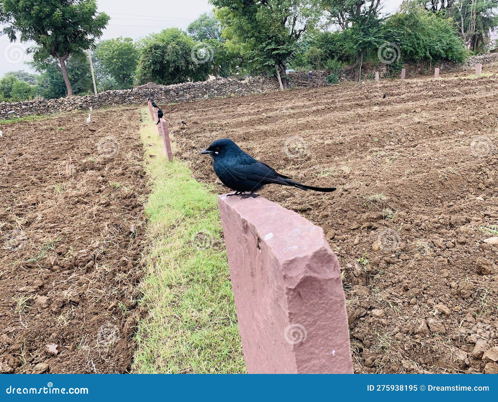 Fork-Tailed Drongo stock image. Image of king, aggressive - 275938195