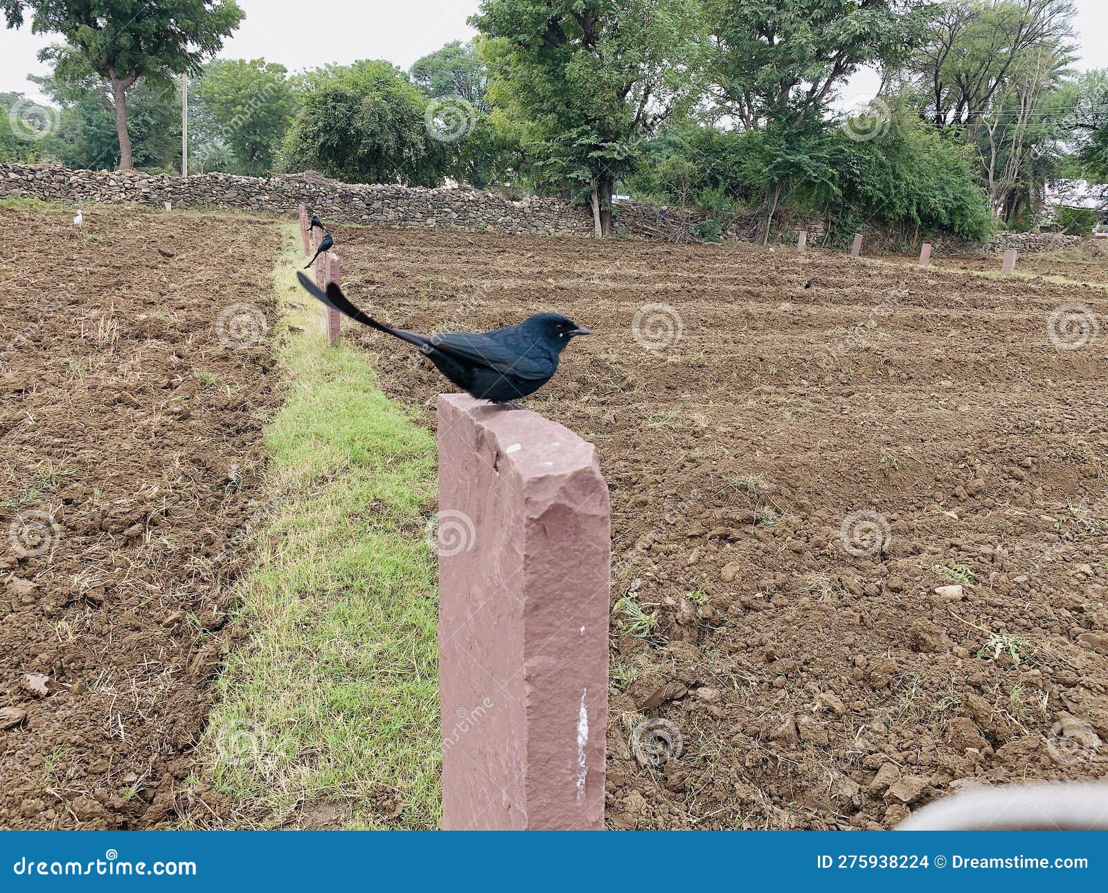 Fork-Tailed Drongo stock photo. Image of crow, aggressive - 275938224