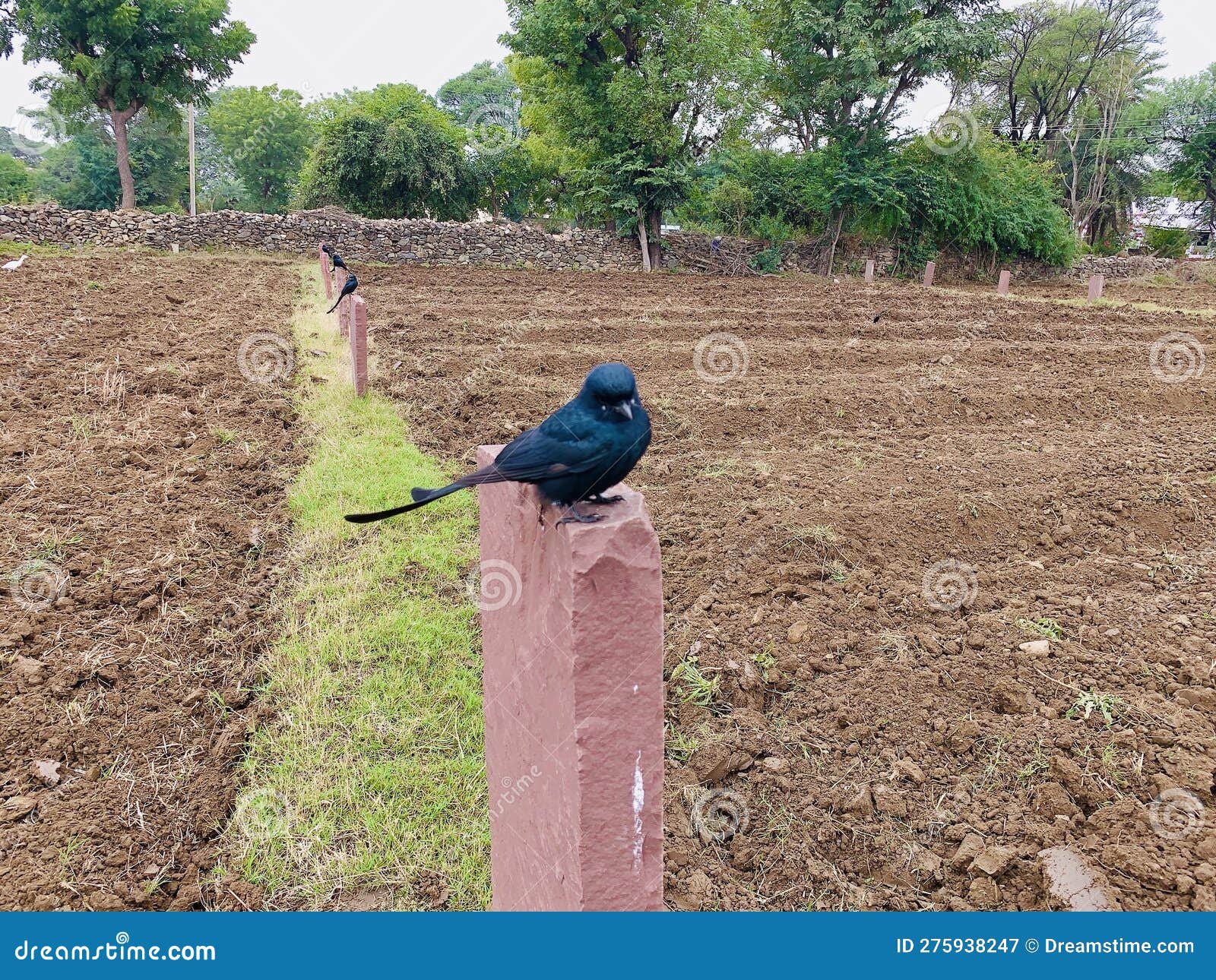 Fork-Tailed Drongo stock image. Image of crow, king - 275938247