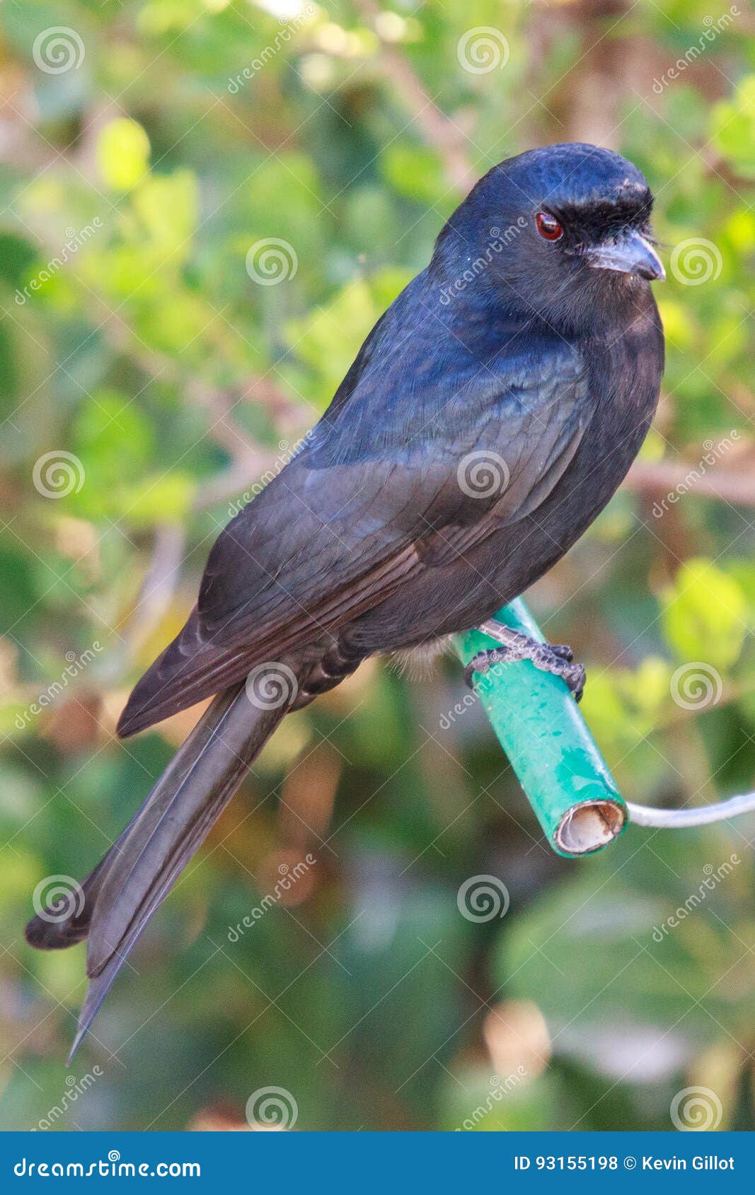 Fork tailed drongo stock photo. Image of feeder, passerine - 93155198