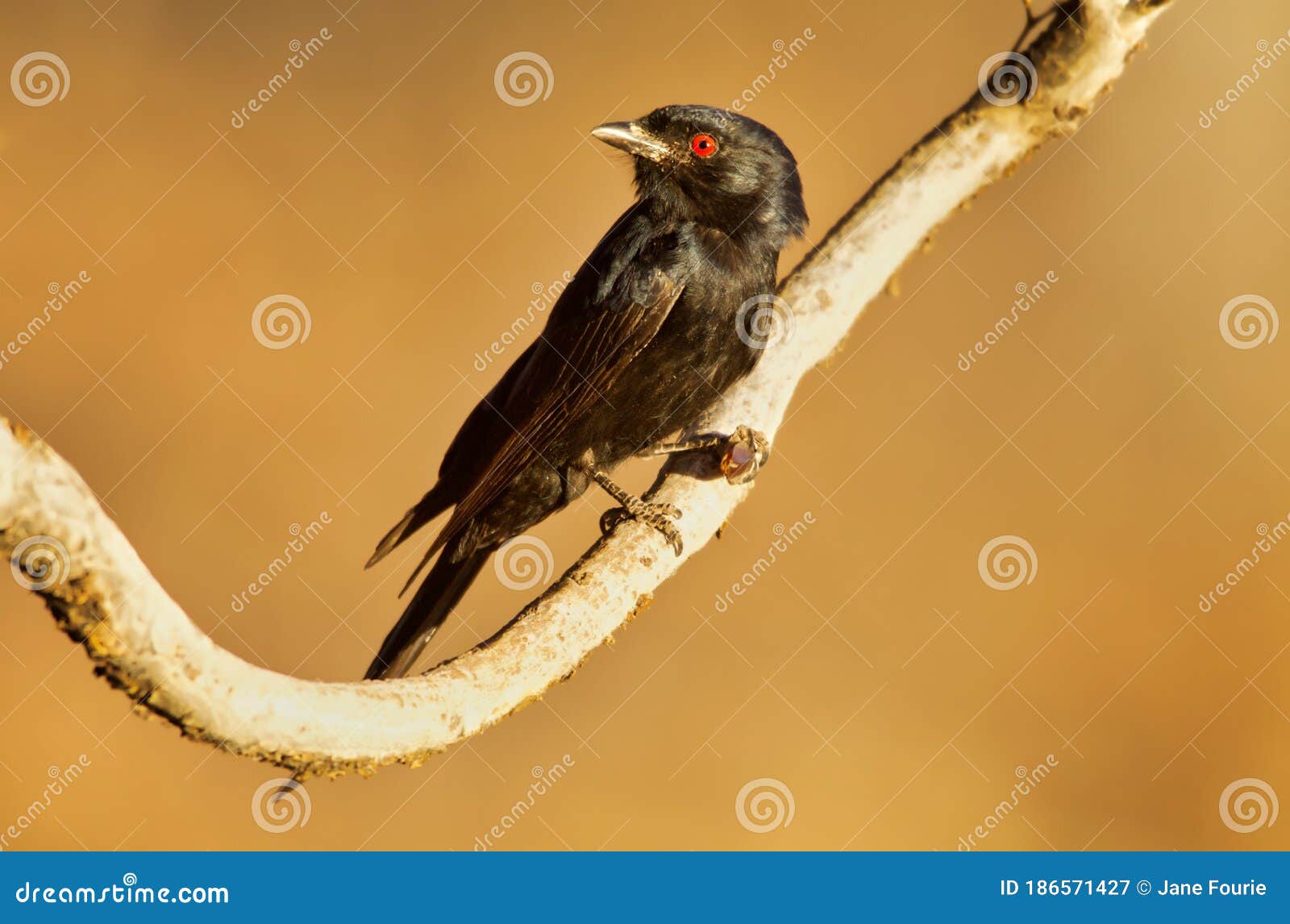 Bird, Fork-tailed Drongo Dicrurus Adsimilis Stock Image - Image of ...