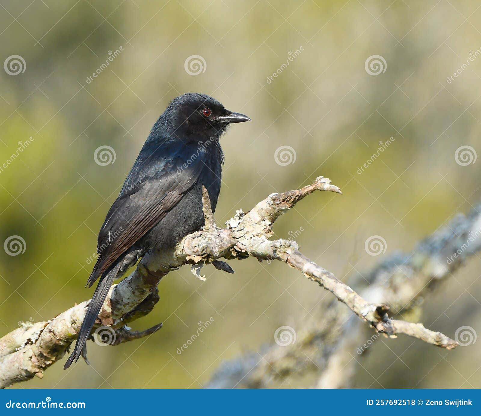 A Fork Tailed Drongo on a Branch. Stock Photo - Image of tailed, tree ...