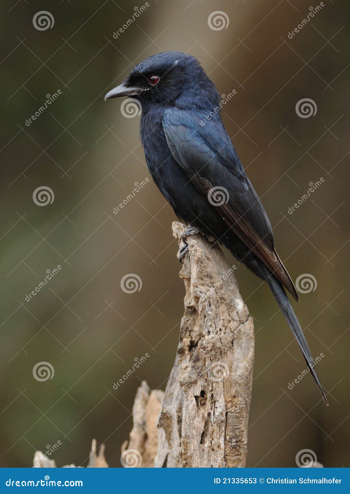 Fork-Tailed Drongo (Dicrurus Adsimilis) Stock Image - Image of park ...