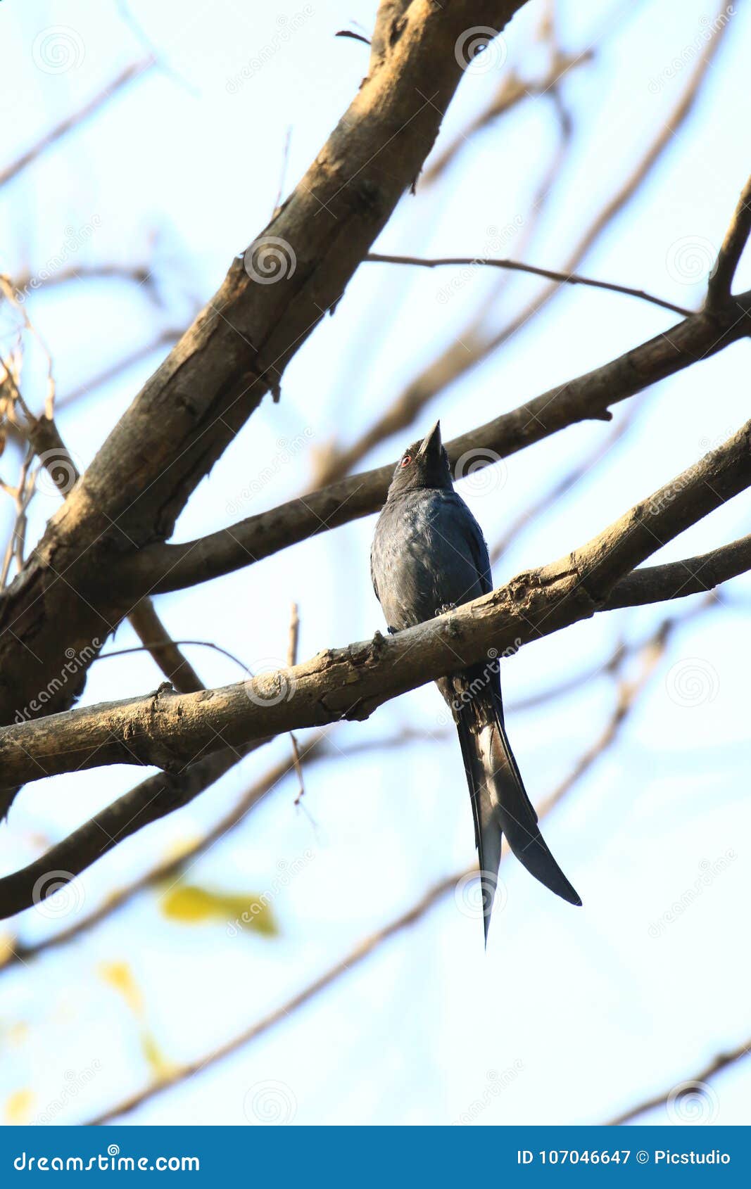 Fork-tailed drongo stock image. Image of park, drongo - 107046647