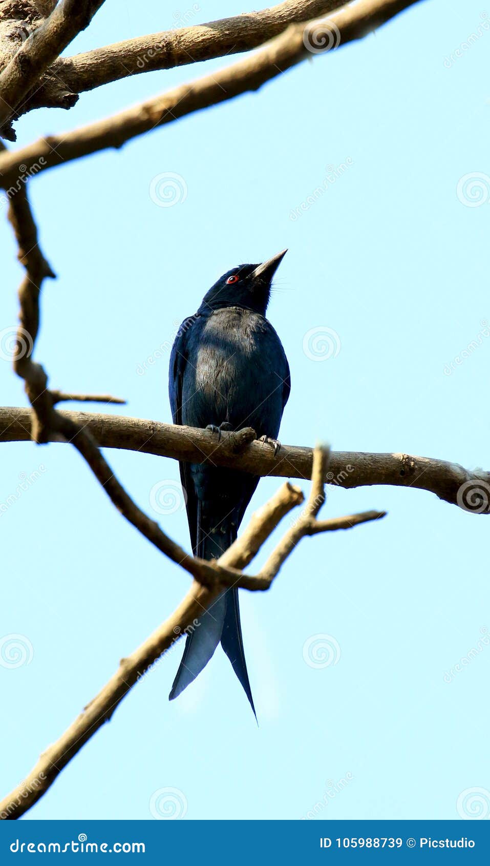 Fork-tailed drongo stock image. Image of safari, bird - 105988739