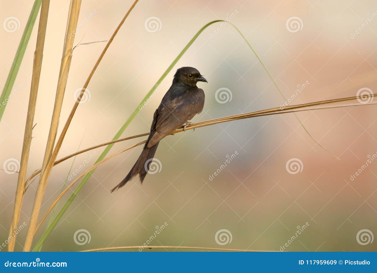 Fork-tailed drongo stock image. Image of twig, black - 117959609