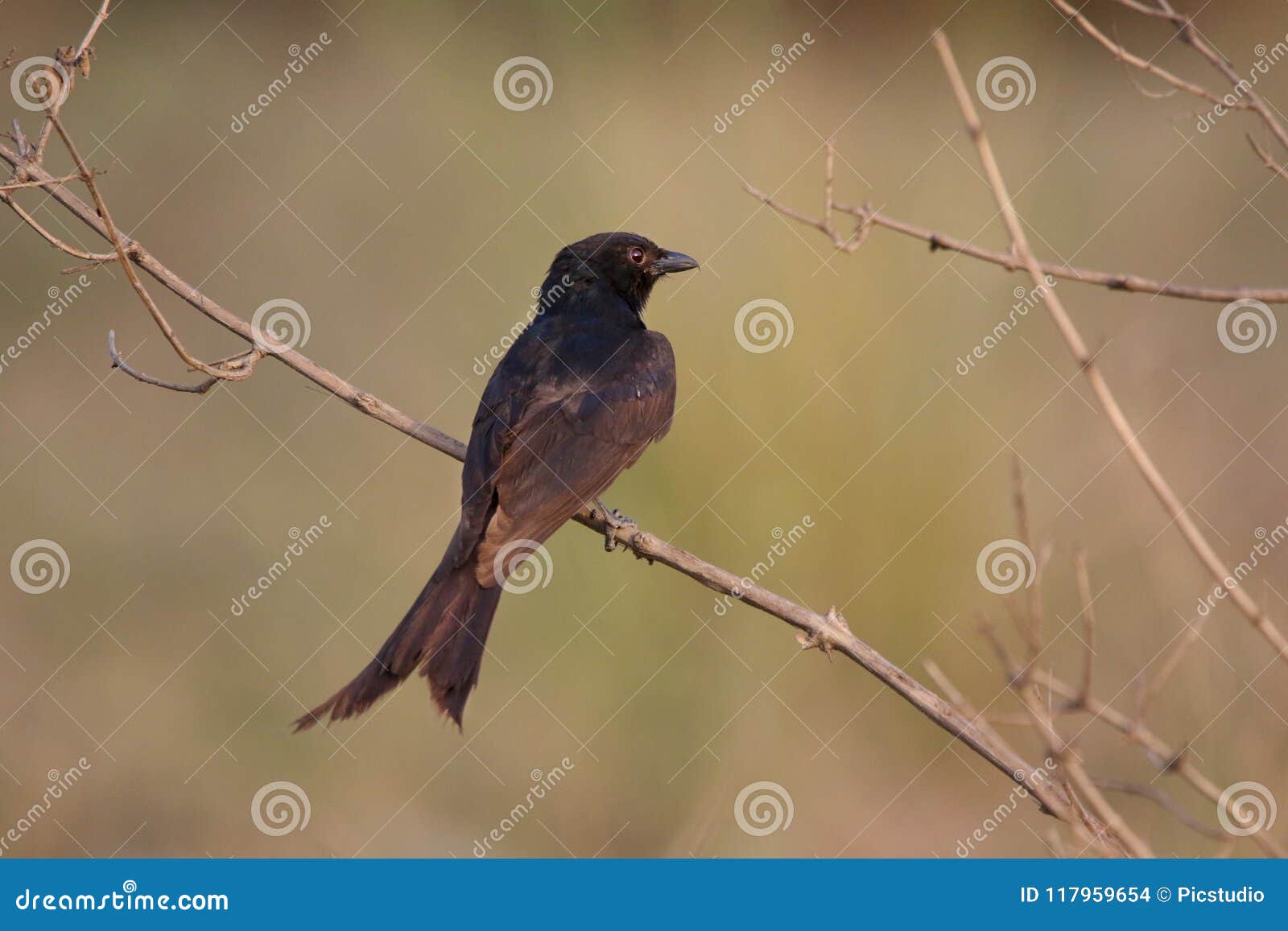 Fork-tailed drongo stock photo. Image of feathering - 117959654