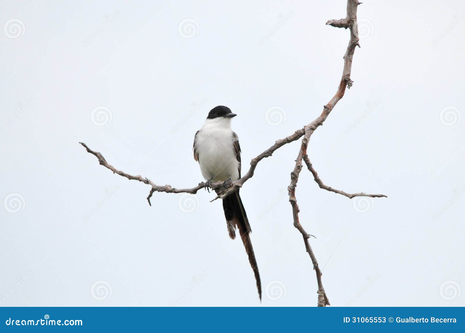 Fork-tailed Flycatcher stock image. Image of tropics - 31065553
