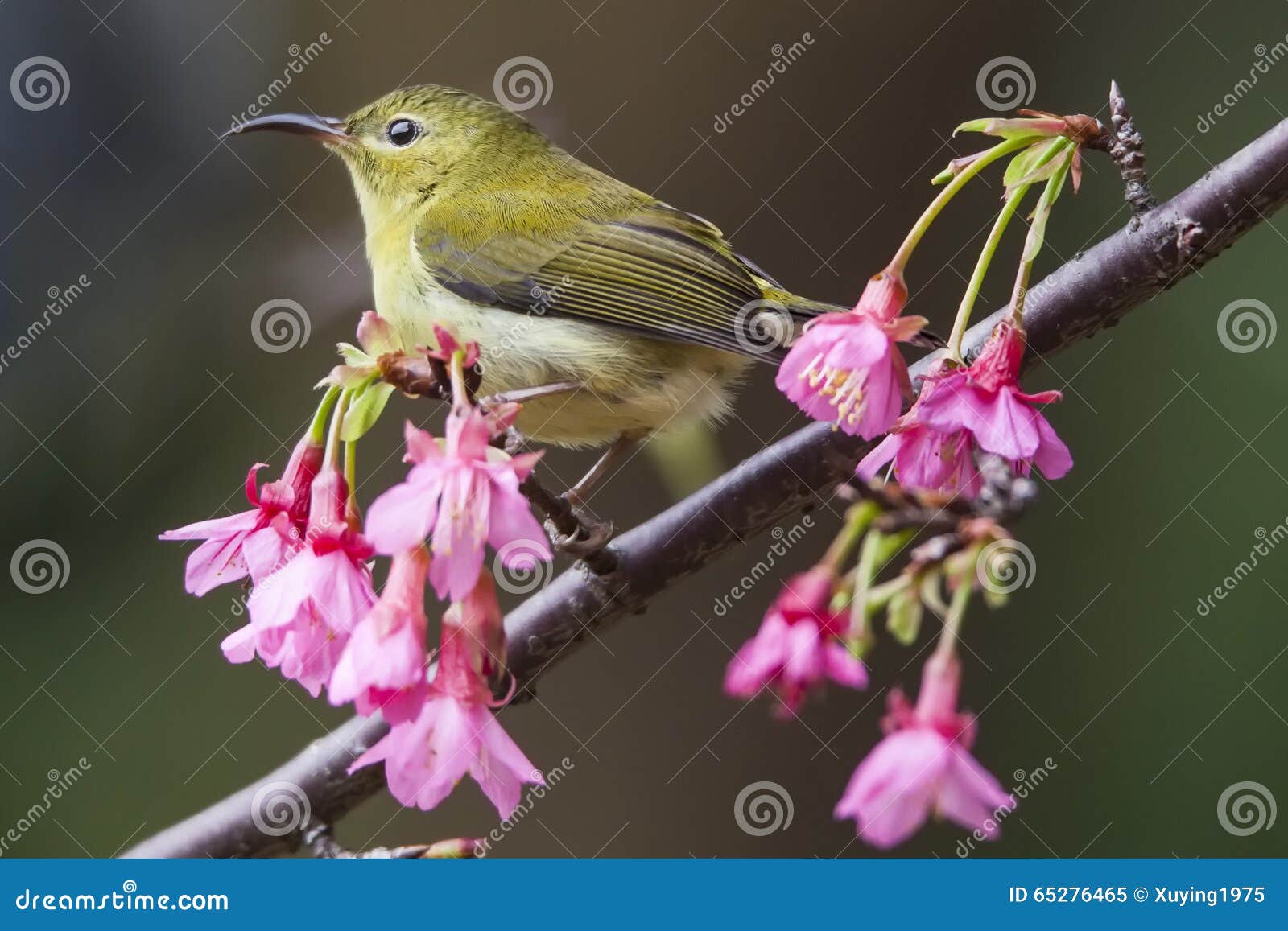 Fork-tailed Sunbird stock image. Image of aethopyga, feather - 65276465