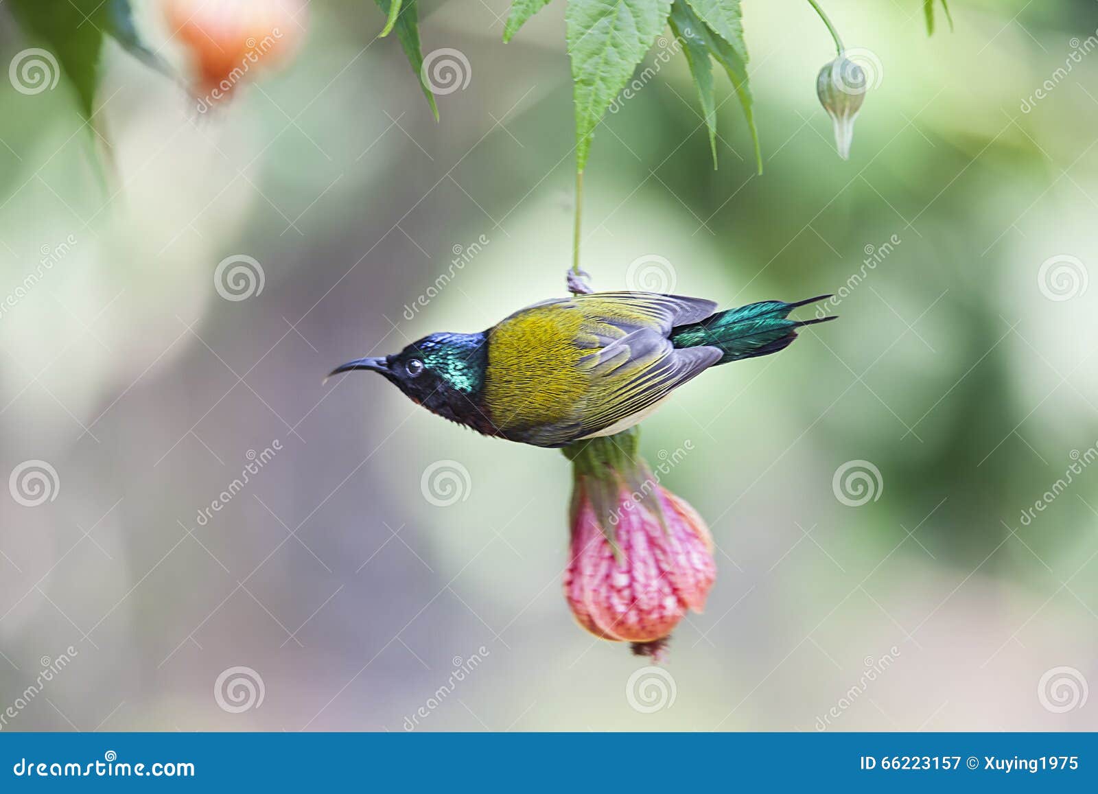 Fork-tailed Sunbird stock image. Image of flower, grass - 66223157