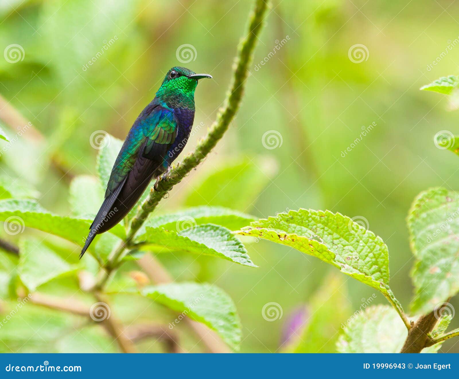 The Fork-tailed Woodnymph Hummingbird Stock Image - Image of fauna ...