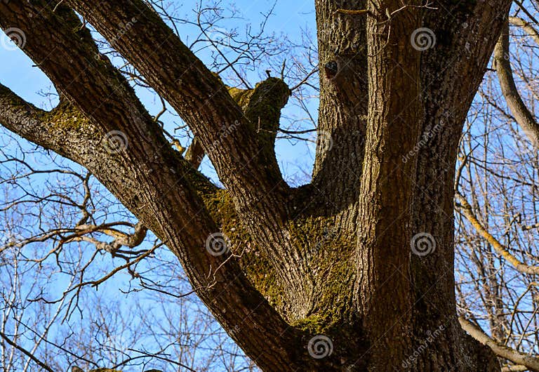 Fork of tree stock image. Image of natural, detail, leafless - 93505039