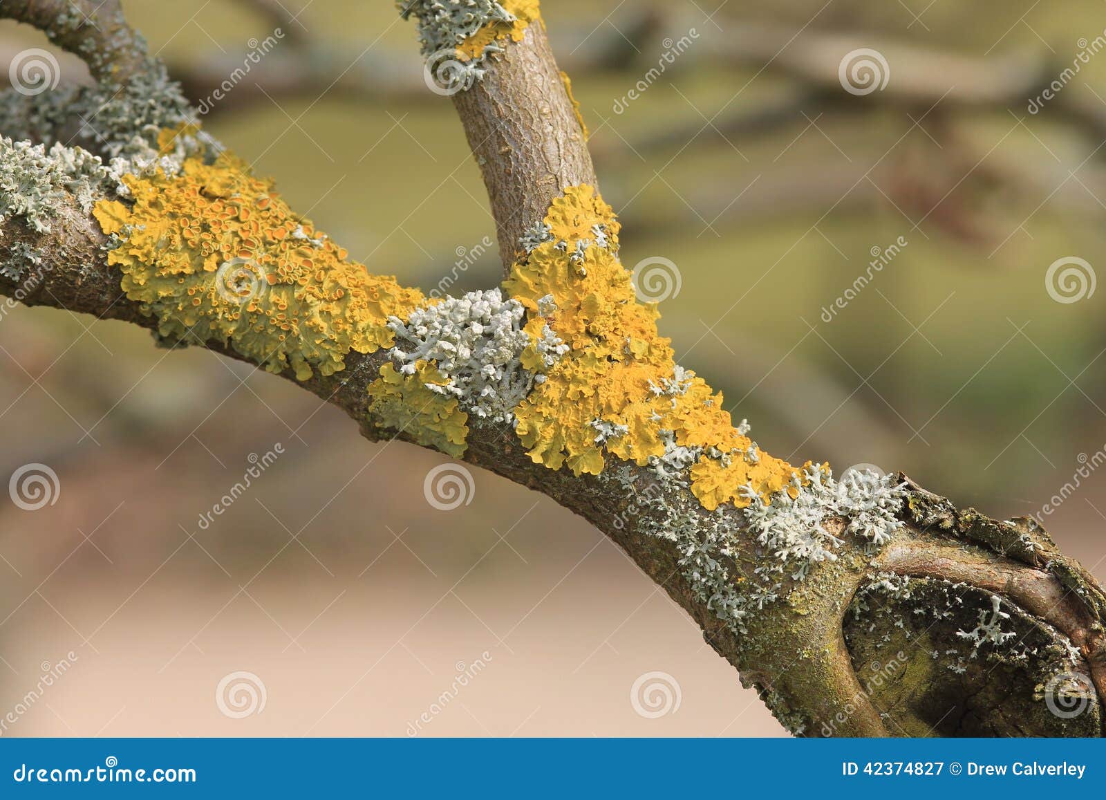 A Forked Branch Covered in Lichen Stock Image - Image of lichen ...