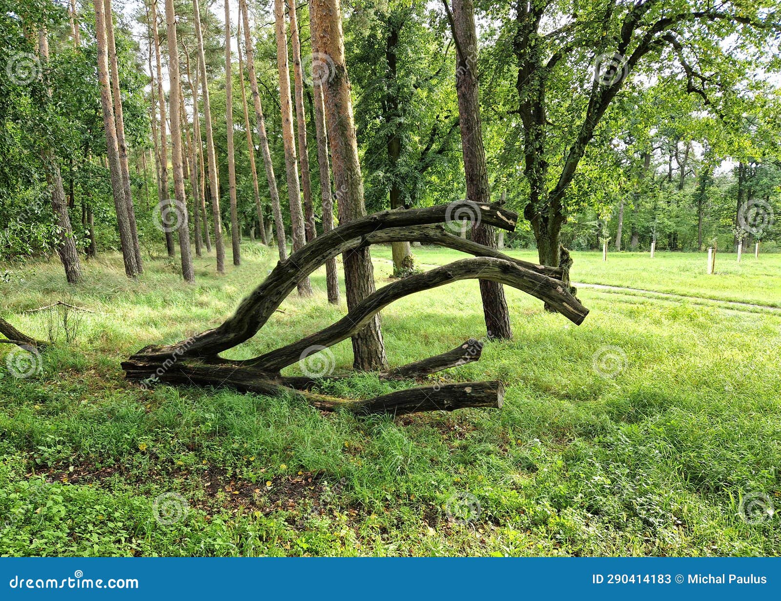 The Forked Branches of the Tree Resemble a Dragon. Just a Few Cuts with ...