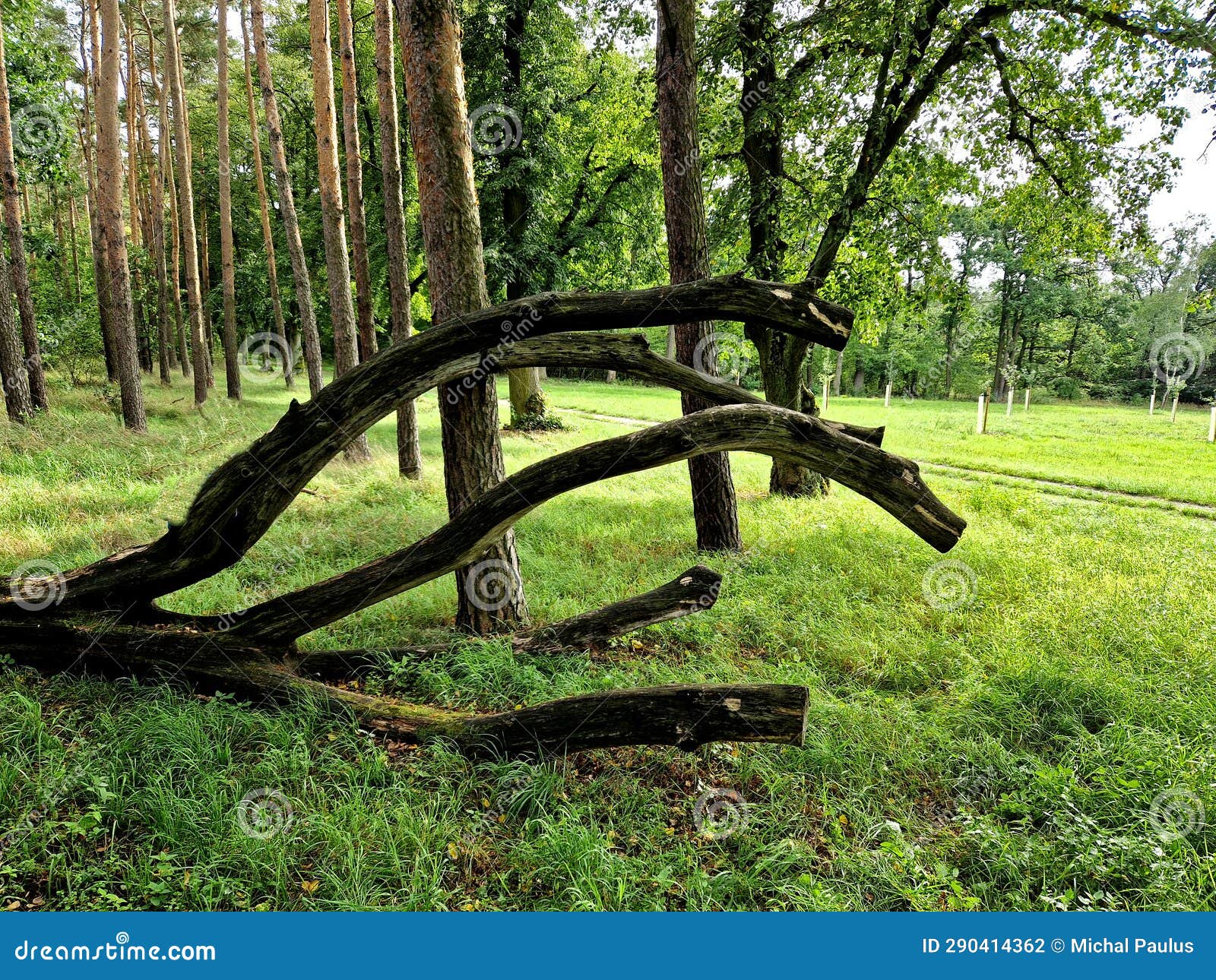 The Forked Branches of the Tree Resemble a Dragon. Just a Few Cuts with ...
