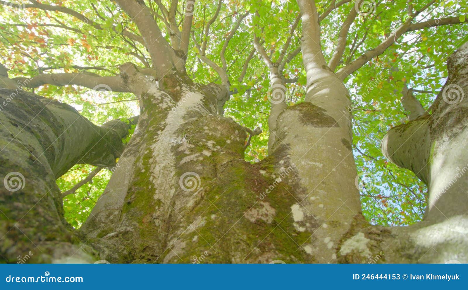 Forked Branches and Trunk of Birch Tree Growing in Park Stock Video ...