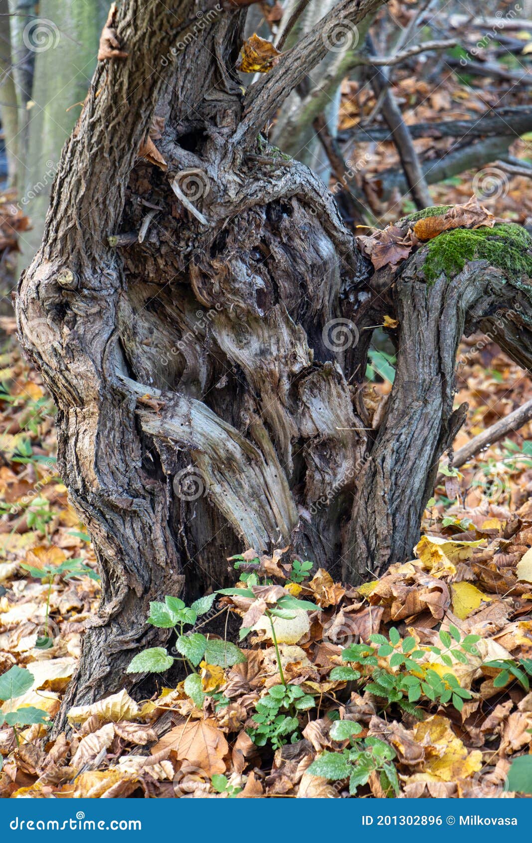 A Forked Damaged Tree with Fallen Leaves Stock Photo - Image of growth ...