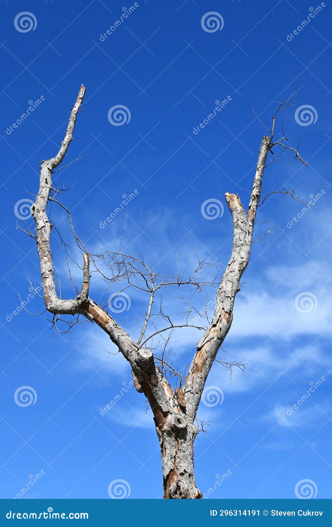 Forked Dead Tree Against a Bright Blue Sky and Wispy Clouds Stock Image ...