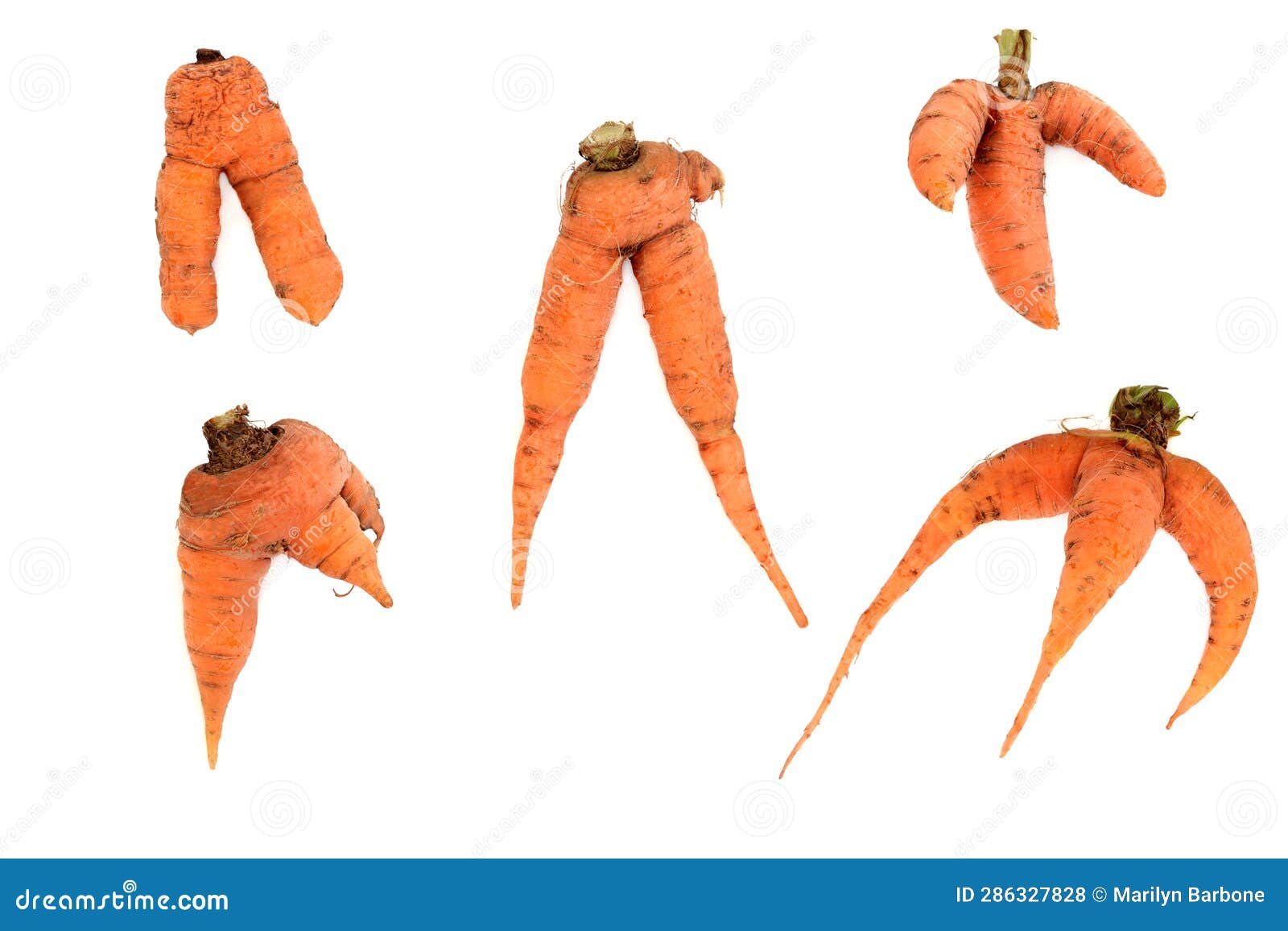 Deformed Carrot Resembling Human Body Shape Royalty-Free Stock ...