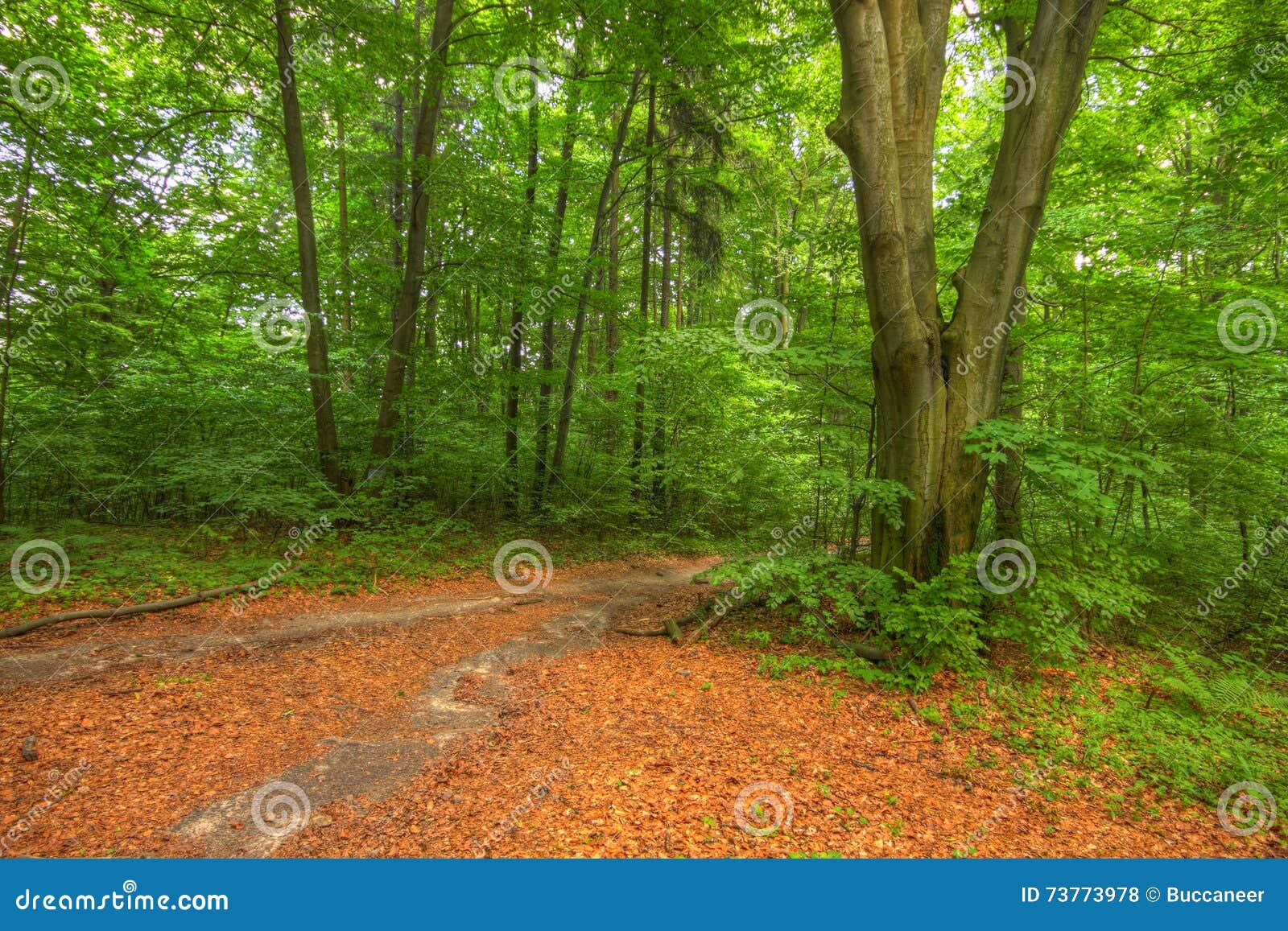 Forked Footpath Inside Forest Stock Photo - Image of beech, brown: 73773978