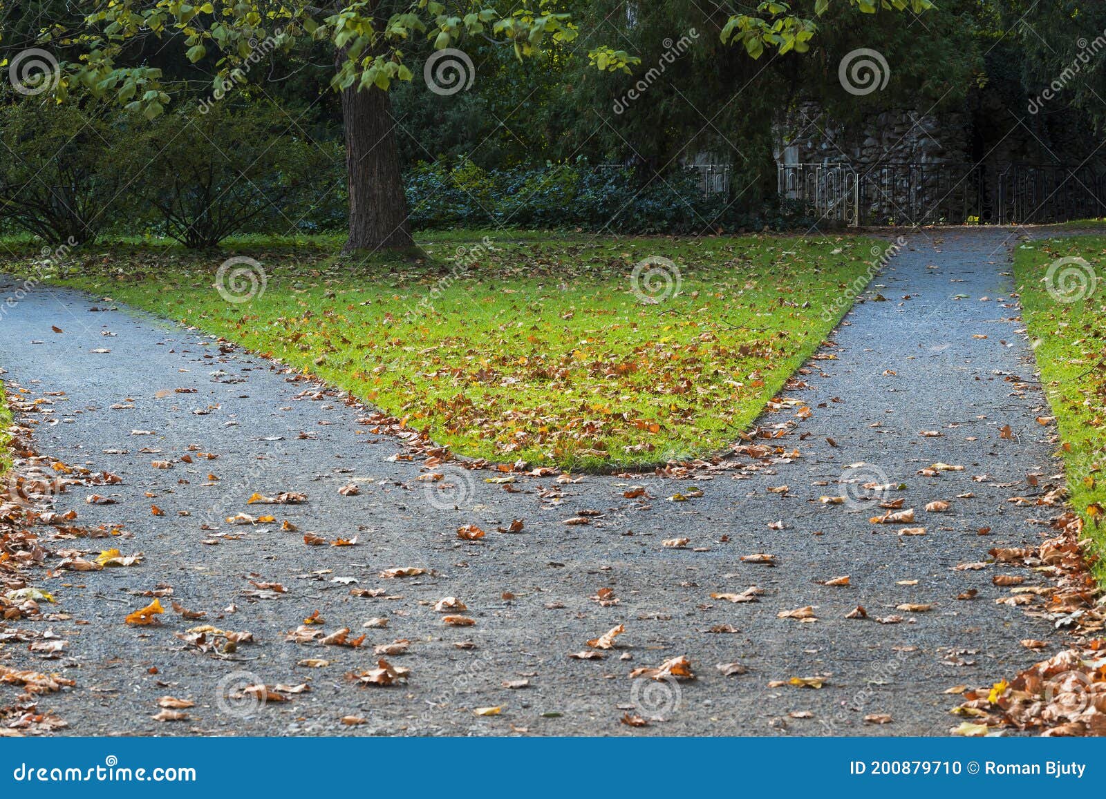 Forked Path in the Park among the Trees Stock Photo - Image of nature ...