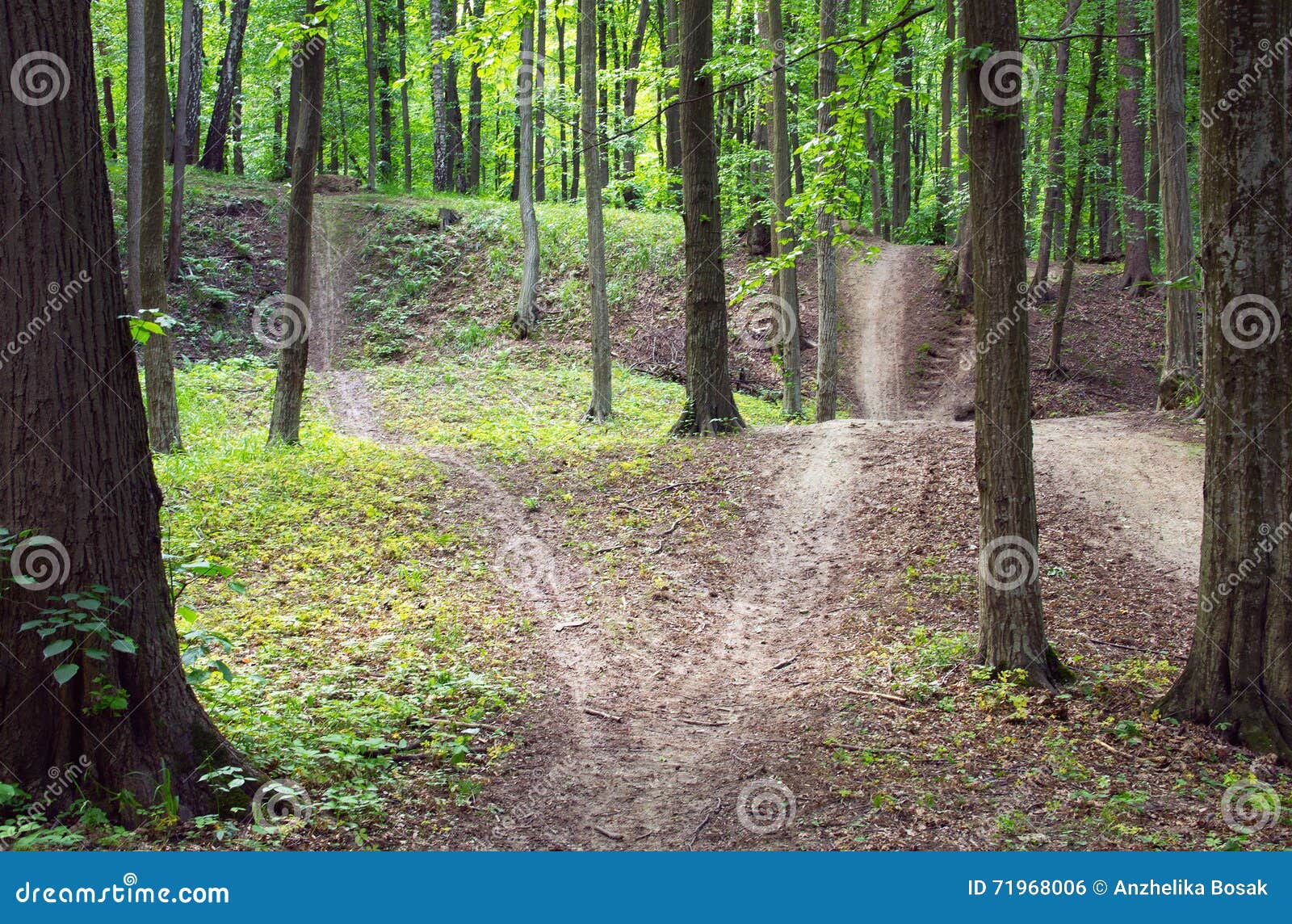 Forked Path through Spring Green Forest Stock Photo - Image of forest ...