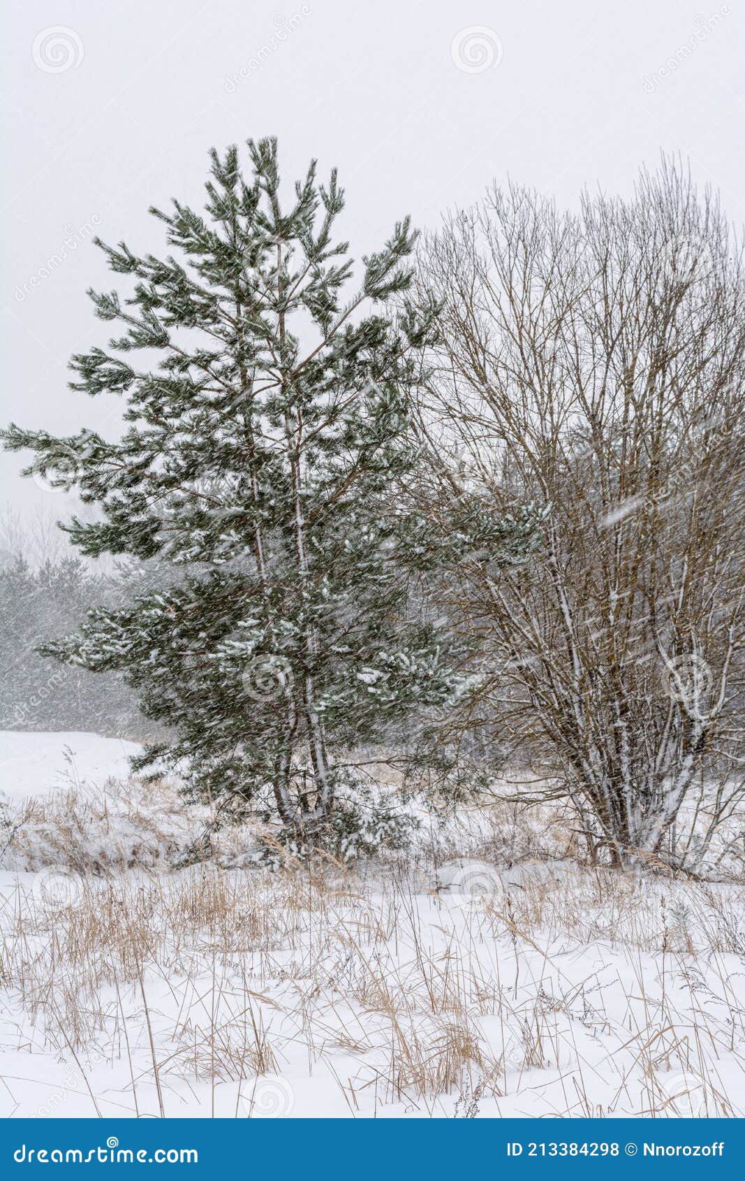 Forked Pine and Branchy Tree during a Blizzard. Snowfall and Blizzard ...
