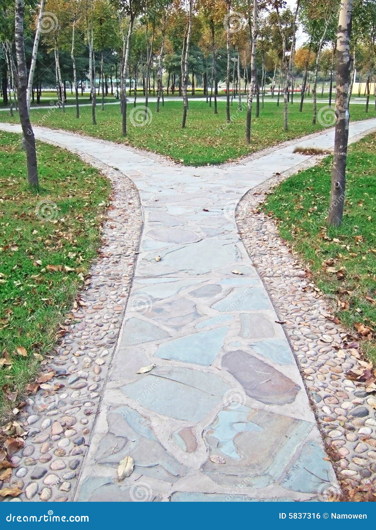 Forked road stock photo. Image of trunk, tree, asia, leaves - 5837316