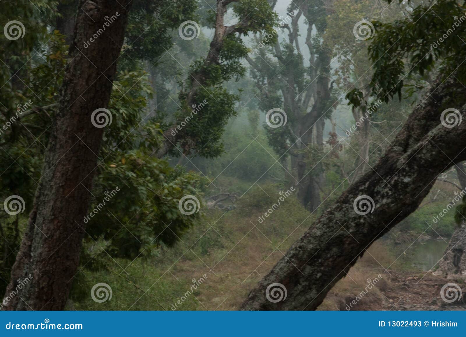 Forked Tree stock image. Image of serene, water, forest - 13022493