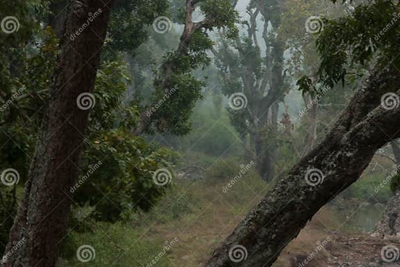 Forked Tree stock image. Image of serene, water, forest - 13022493