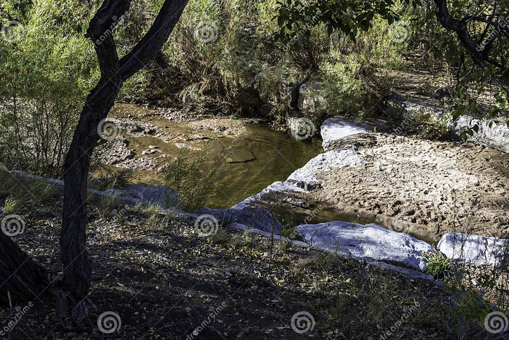 Forked Tree in Front of River Stock Photo - Image of river, mexico ...