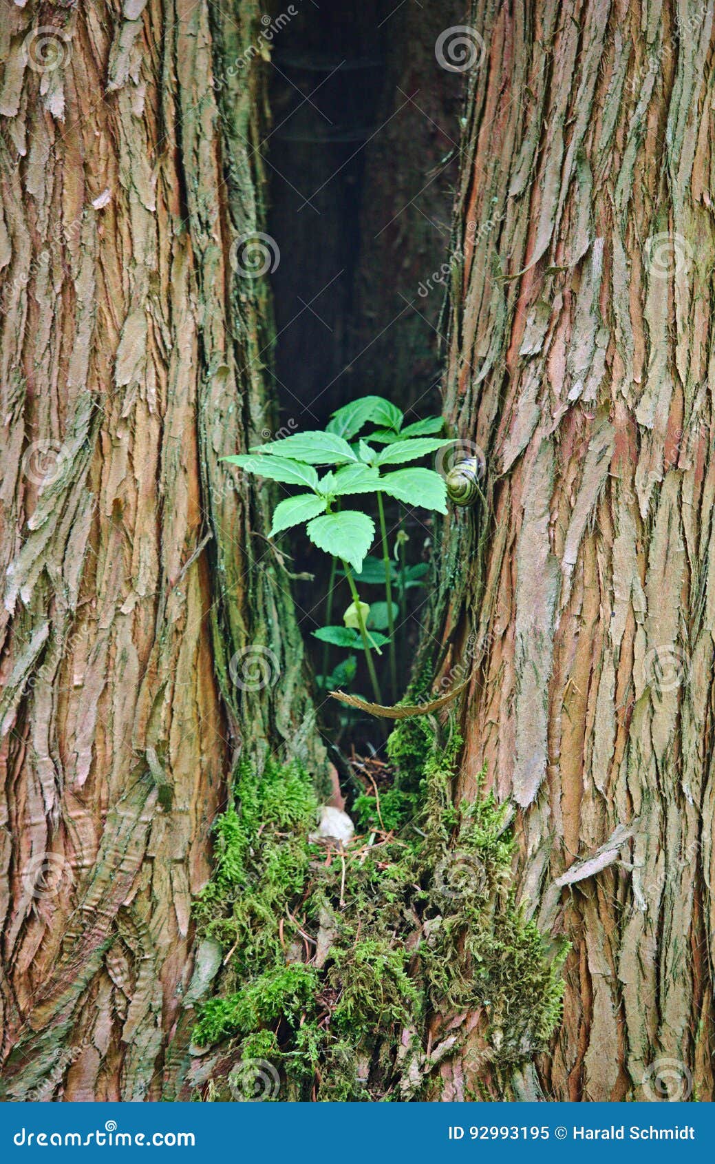 Forked Tree with Green Plant and Snail Stock Image - Image of ...