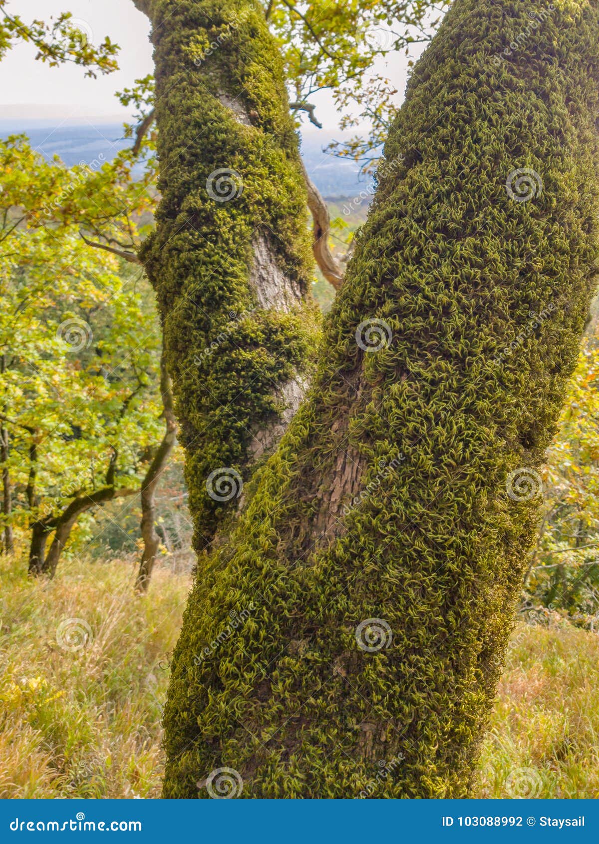 Forked Trunk of an Oak Tree Covered with Moss. Stock Photo - Image of ...