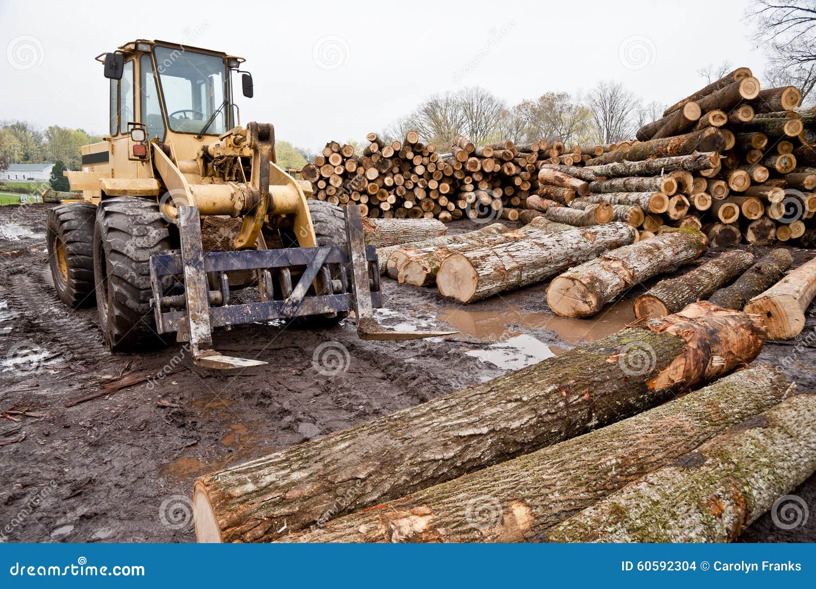 Forklift with Logs in Lumber Area Stock Photo - Image of forest, sawing ...