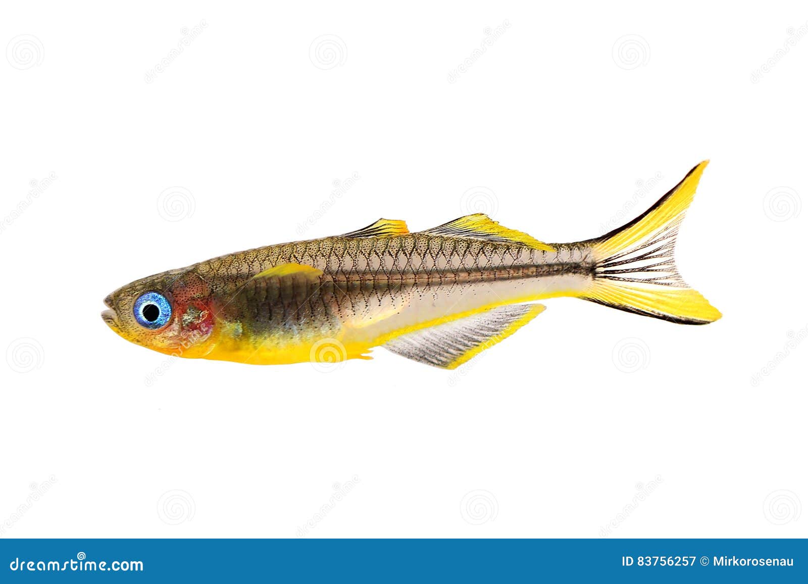 Paskai Paska's Blue-eye Rainbowfish - Pseudomugil Paskai Aquarium Fish ...
