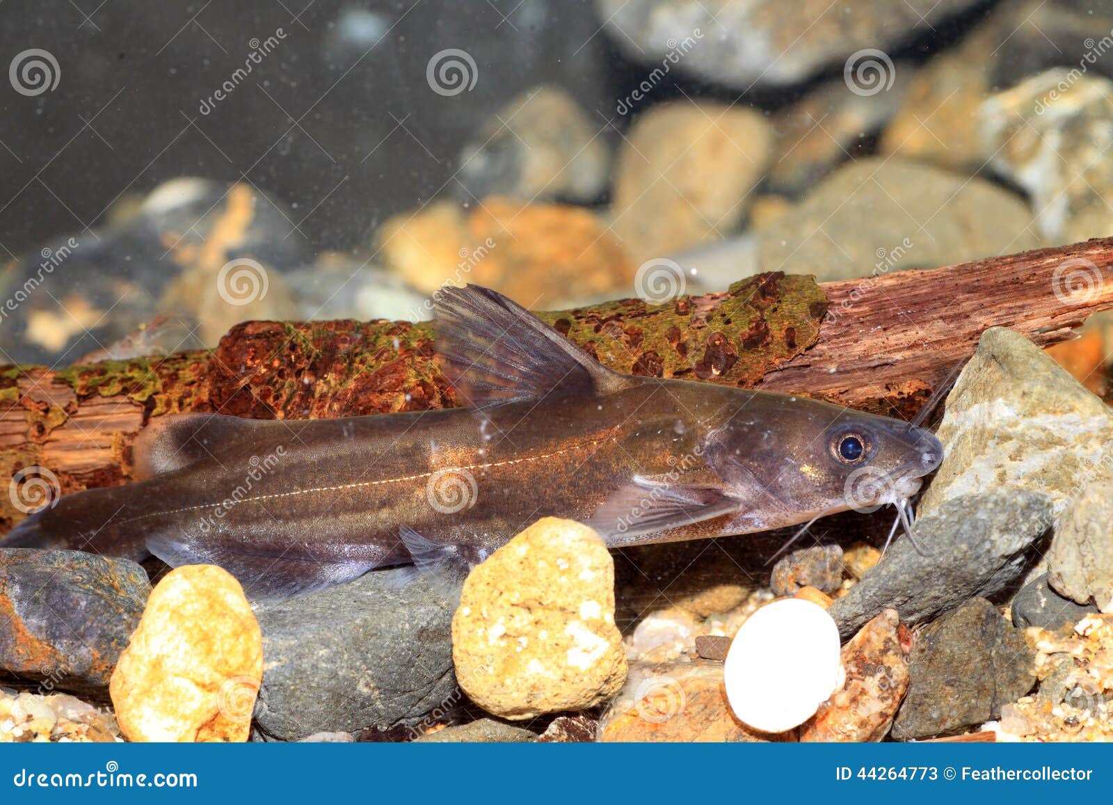 Forktail bullhead catfish stock image. Image of fish - 44264773