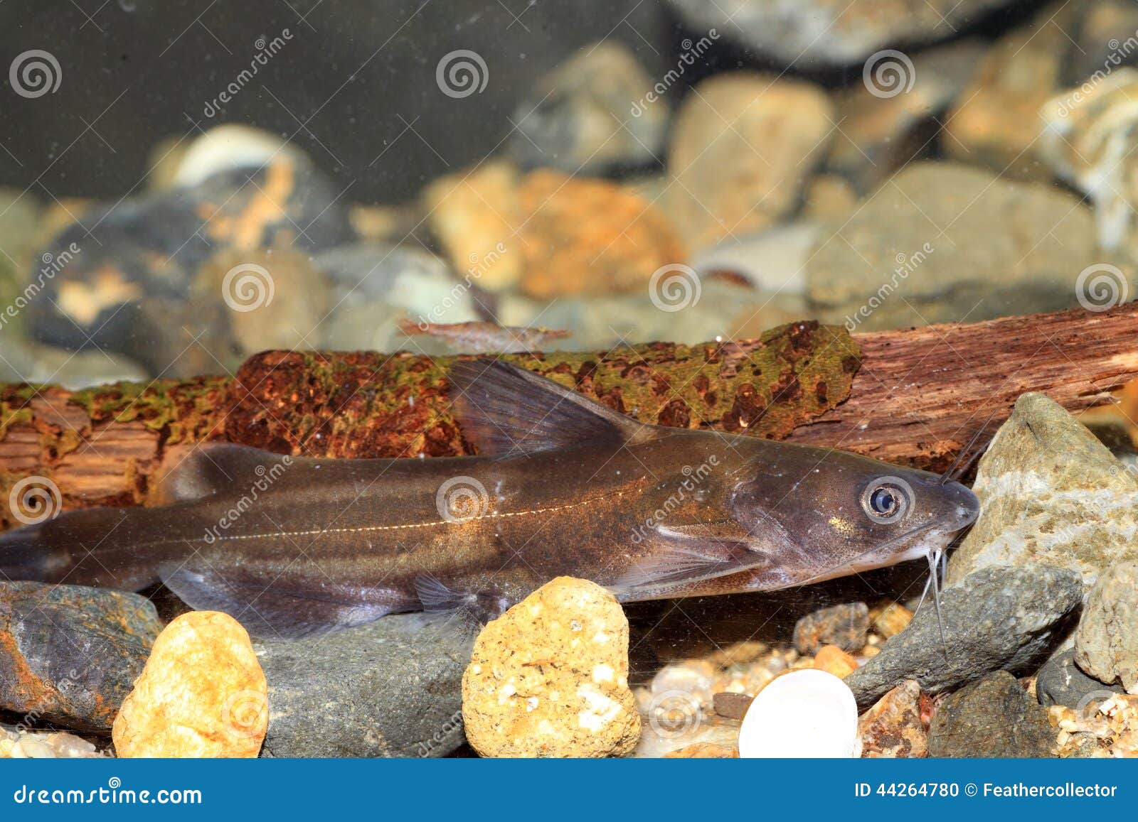 Forktail bullhead catfish stock photo. Image of aquarium - 44264780
