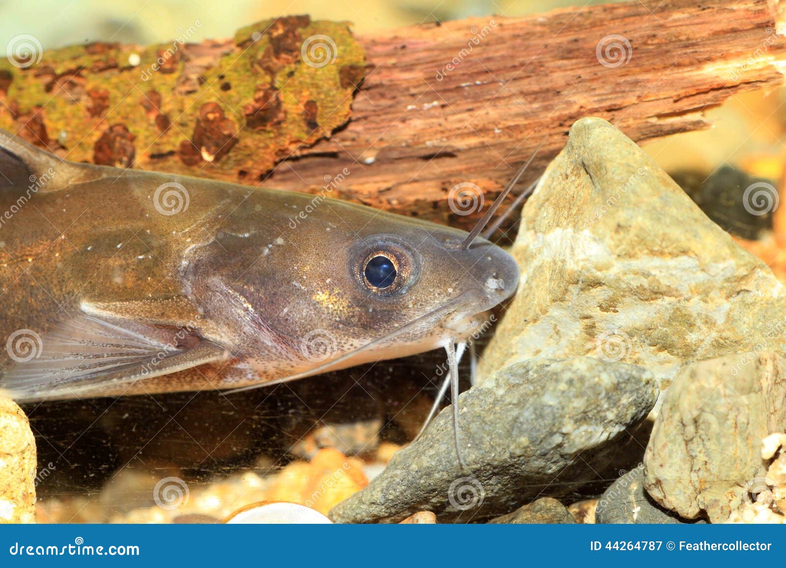 Forktail bullhead catfish stock image. Image of forktail - 44264787
