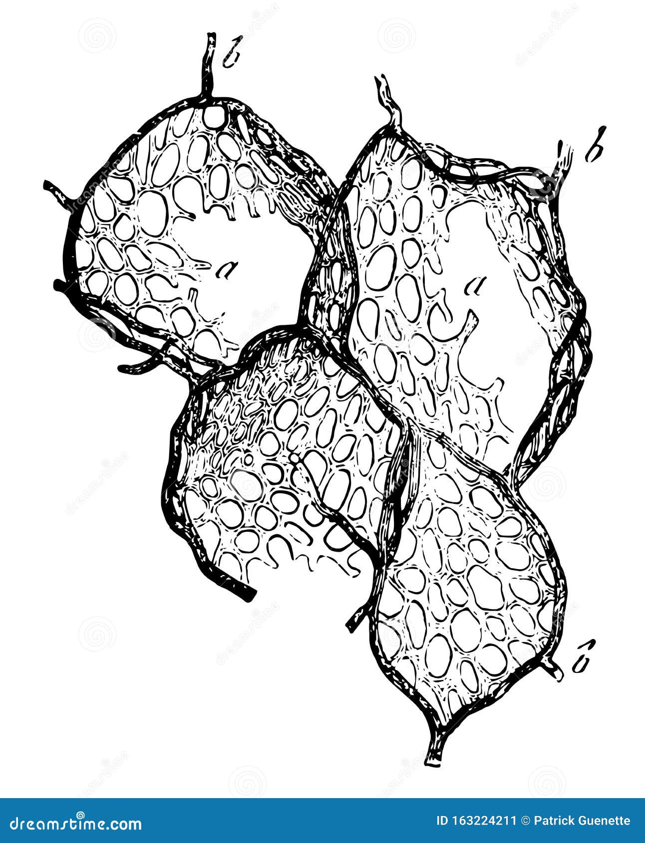 Capillary Network And Red Blood Cells Stock Photography | CartoonDealer ...