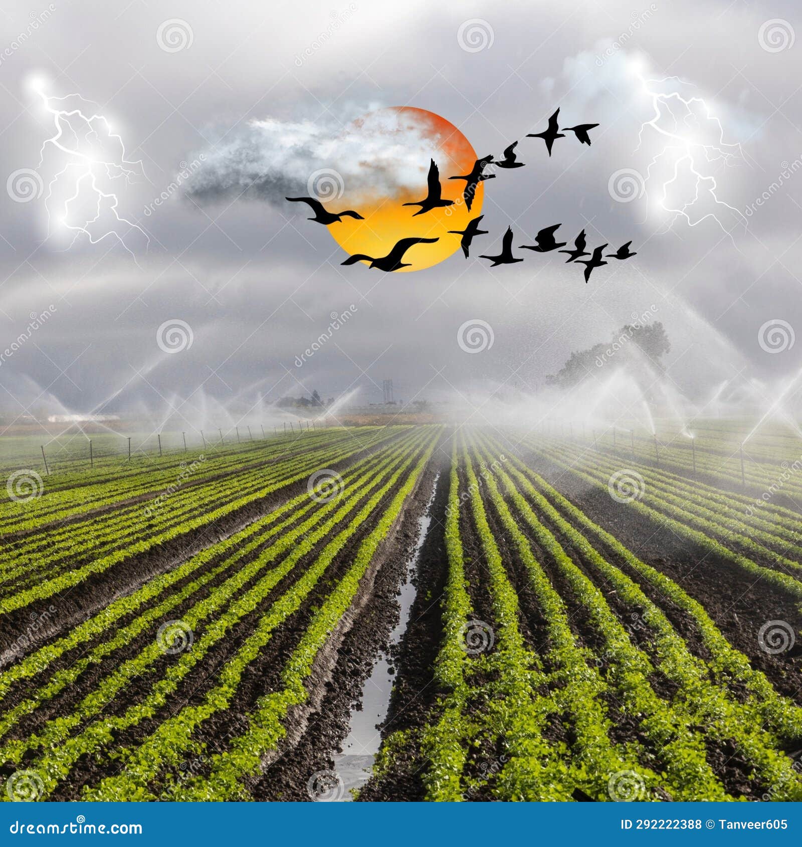 In the Form Field Birds Flying Front of the Sun Stock Photo - Image of ...