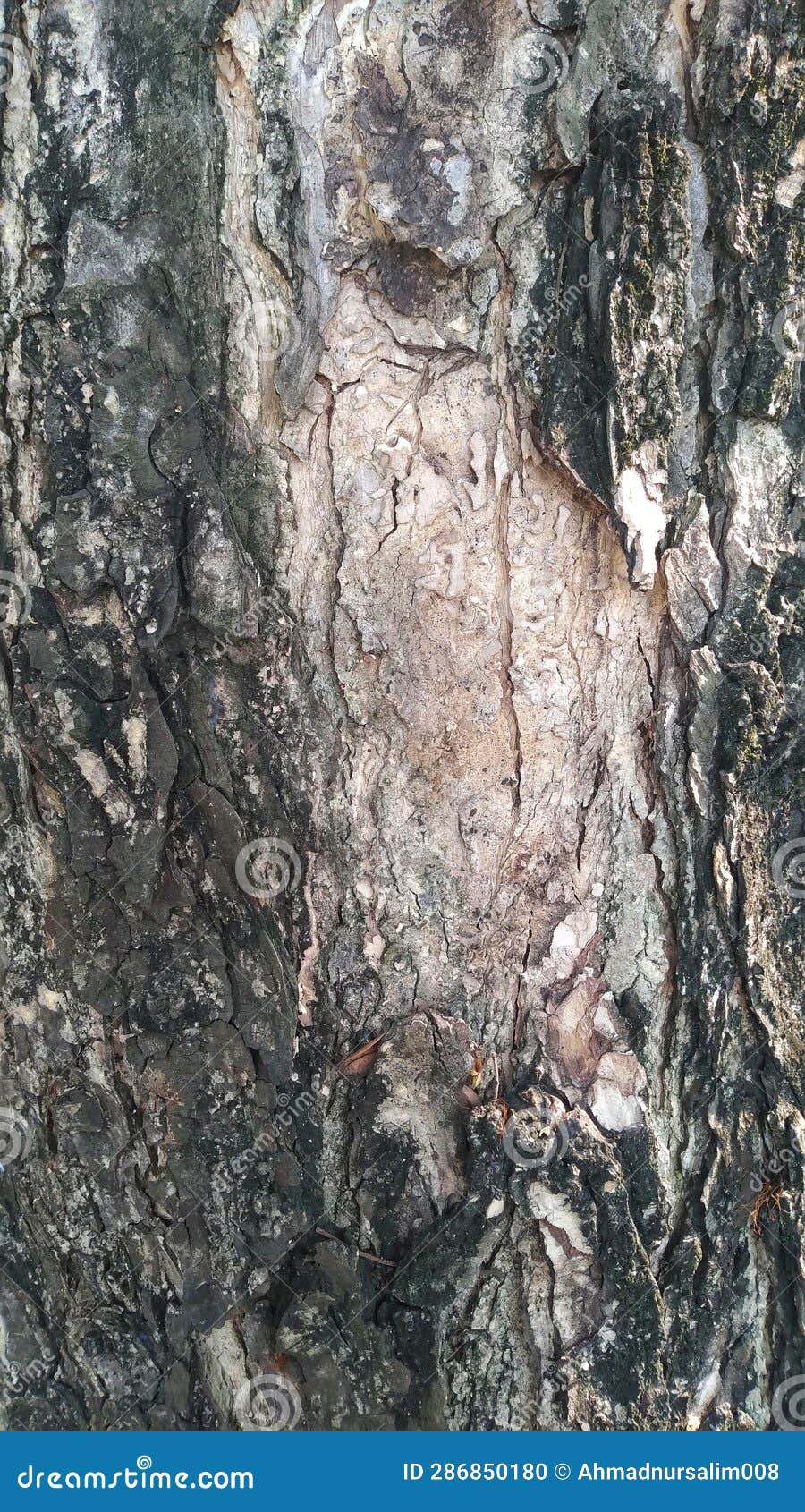 The Form of Large Tree Bark that is Brittle, Cracked and Broken, Brown ...