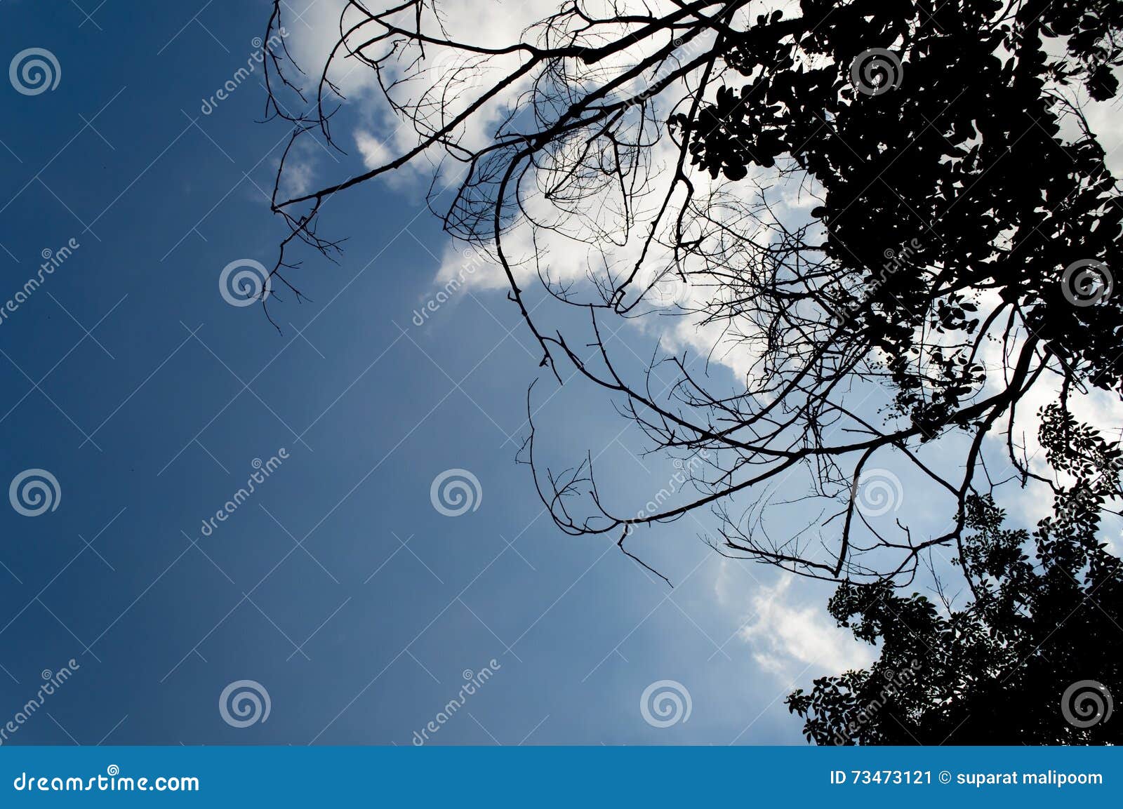 Form of the Lumen of Interwoven Branches of Trees Against the Bl Stock ...