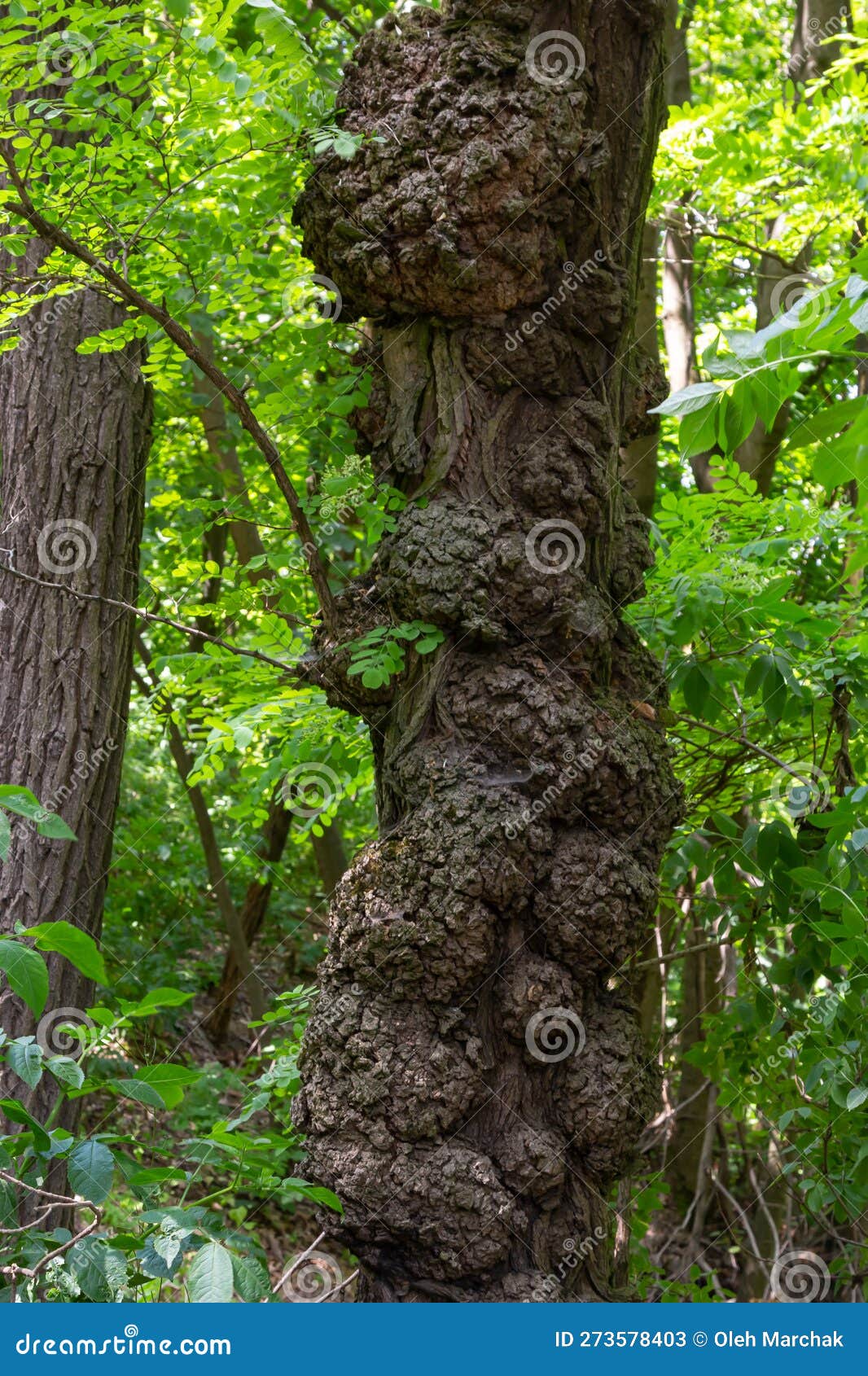 The Form of Plant Disease on the Trunk. this Proliferation on the Main ...