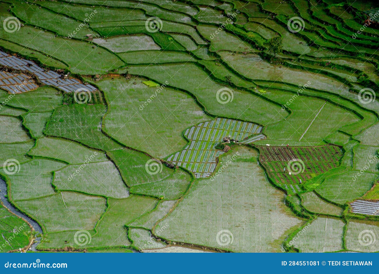 Form of Rice Fields in West Sumatra Stock Image - Image of sumatra ...