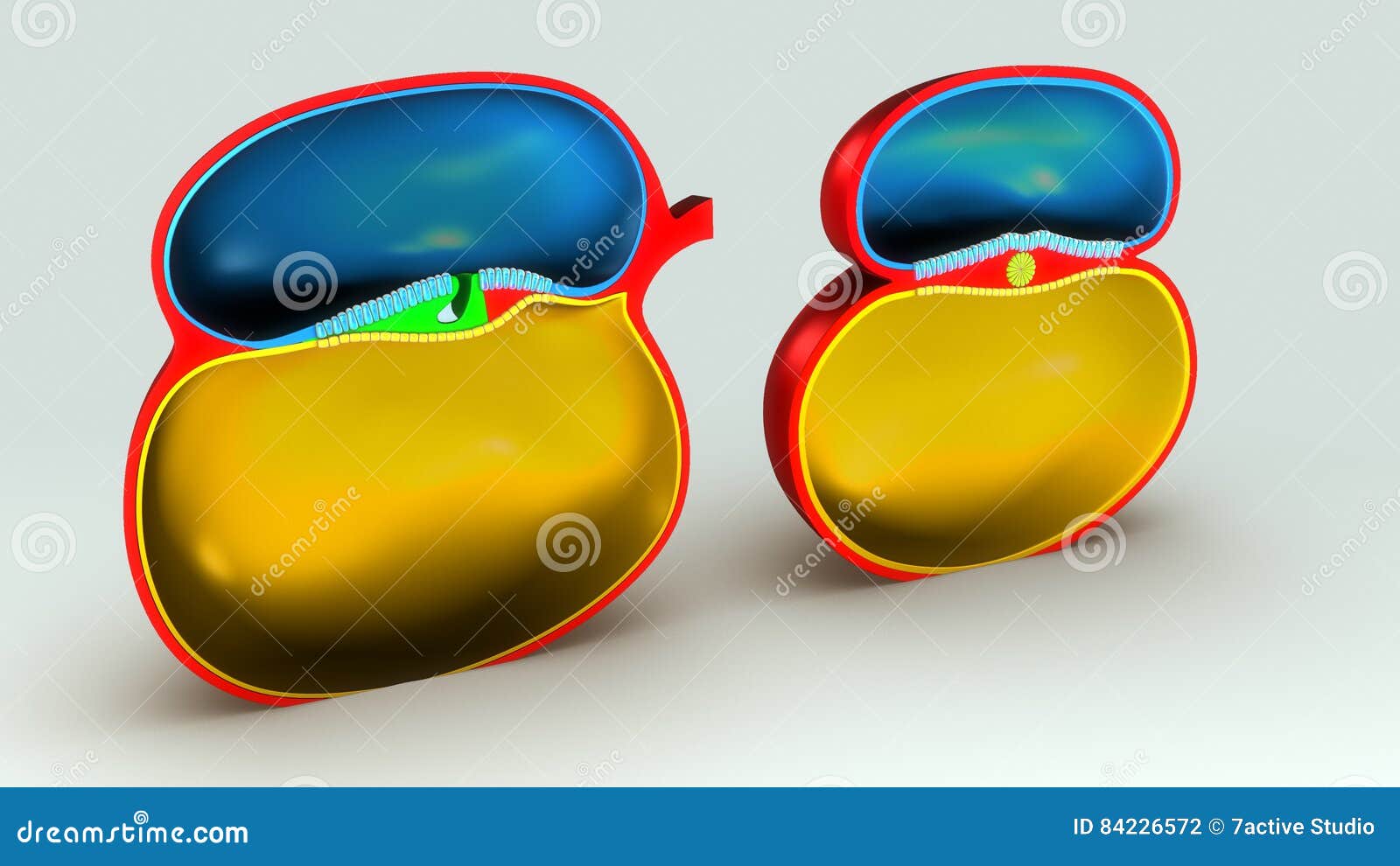 Formação Notochord ilustração stock. Ilustração de cavidade - 84226572