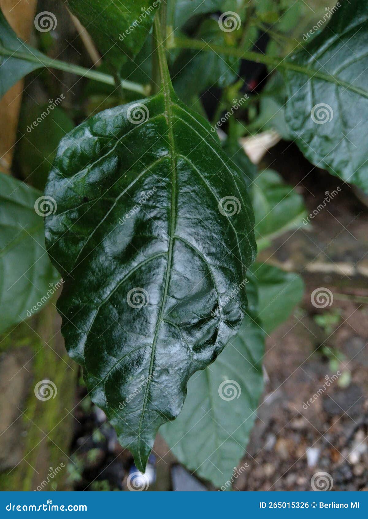Forma De Hoja De La Planta De Chile Foto de archivo - Imagen de cubo ...