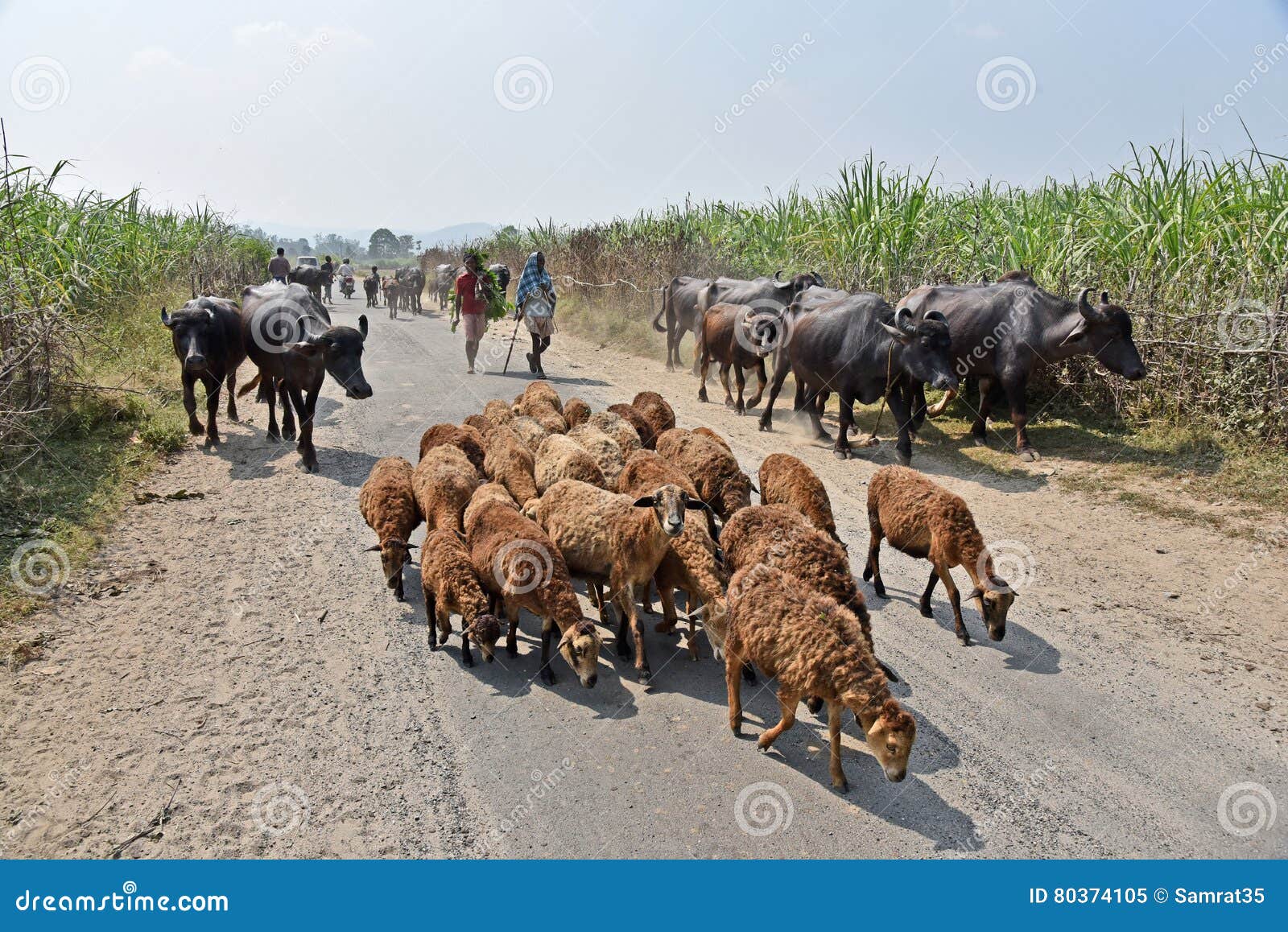 Forma de vida rural imagen editorial. Imagen de ovejas - 80374105
