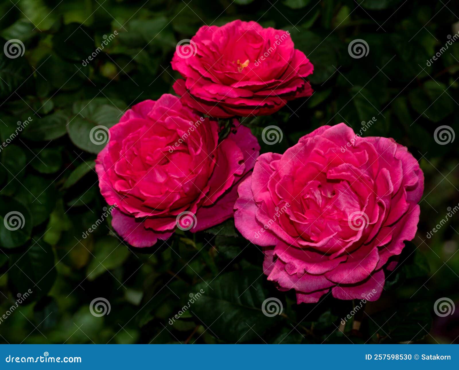 Forma E Cores Das Rosas Que Florescem Foto de Stock - Imagem de charme ...