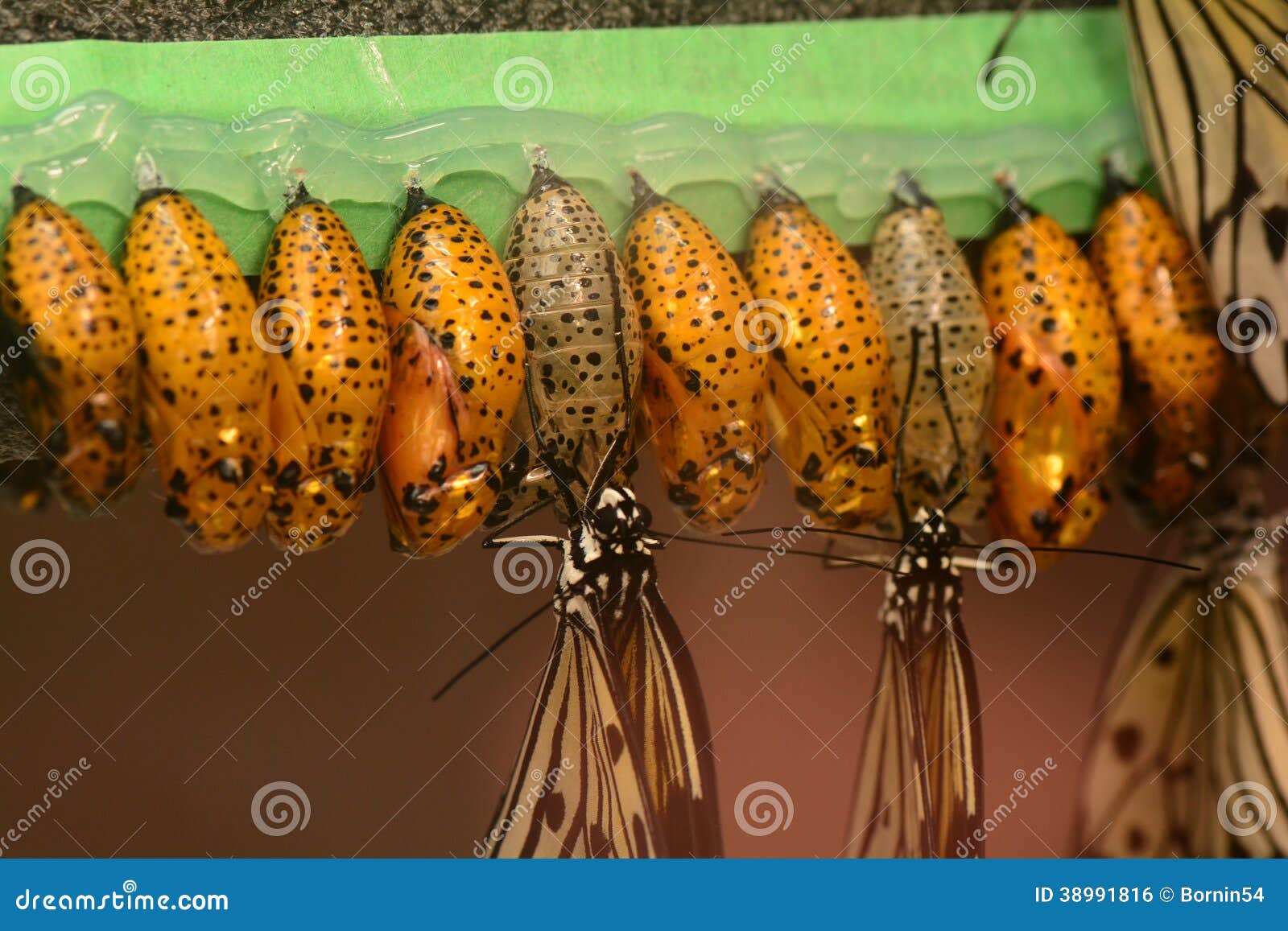 Formación De Los Capullos Que Los Espera Para Emerger. Foto de archivo ...