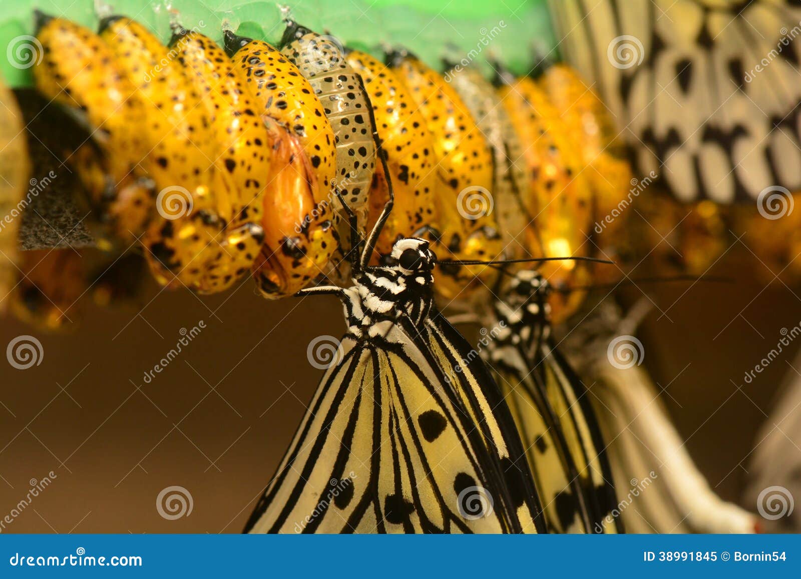 Formación De Los Capullos Que Los Espera Para Emerger. Imagen de ...